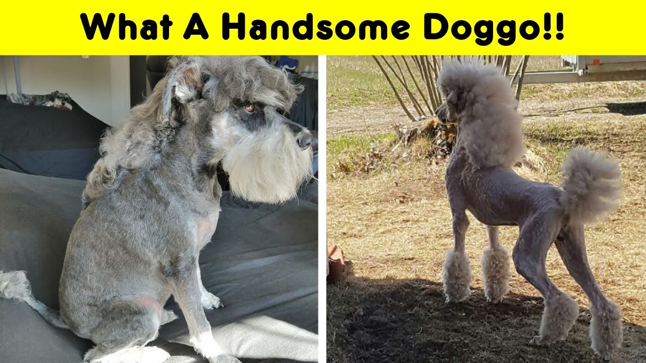 Pics Of Dogs With Mullets That Are Making The Internet Confused - YouTube