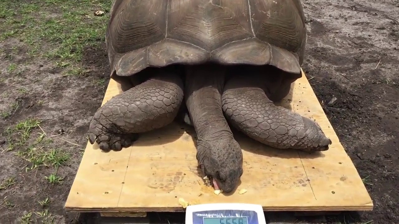 Tortoise Weights - YouTube