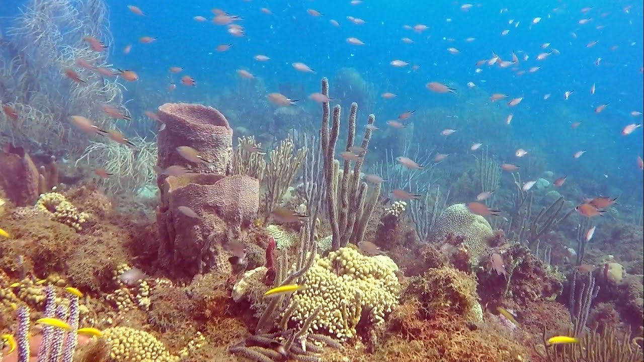 Dive Grenada - Healthy Reef - Romancing The Globe Travel Blog - YouTube