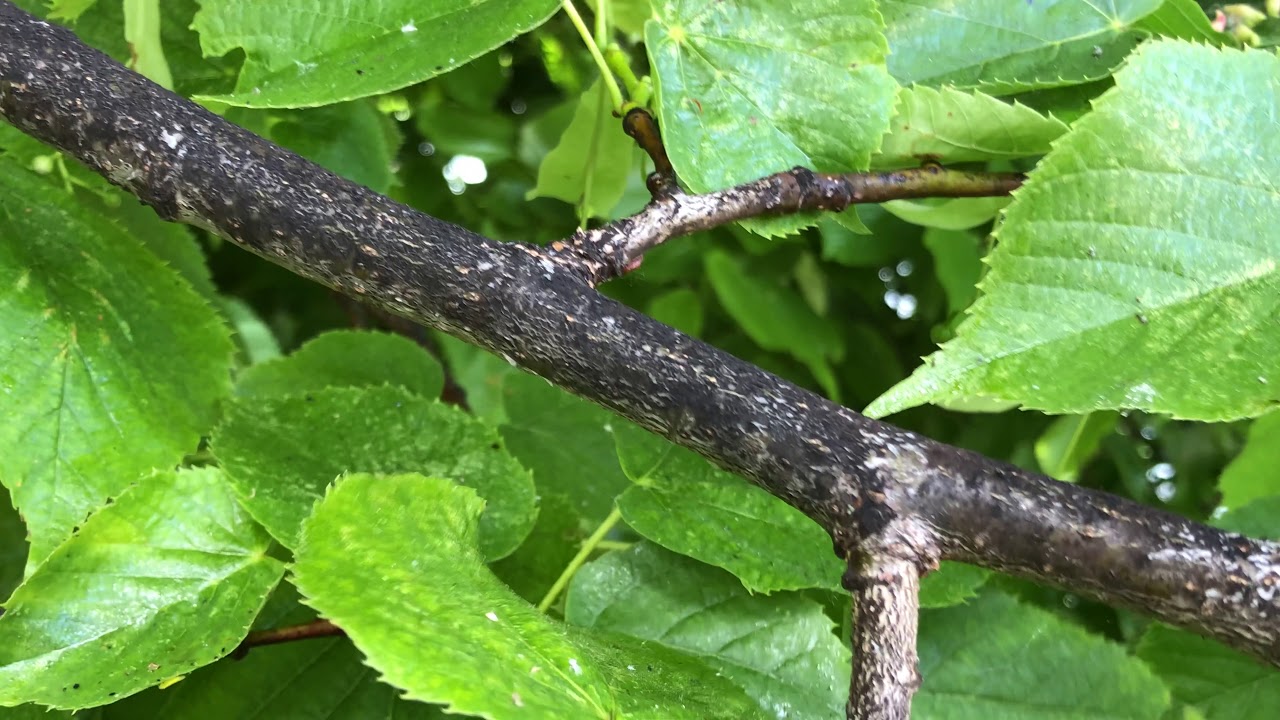 Common lime - branch & twigs close up - June 2020 - YouTube