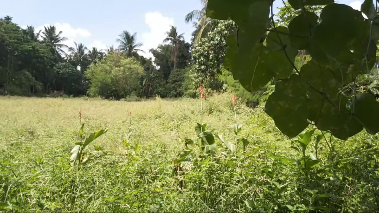 Our small farm - YouTube