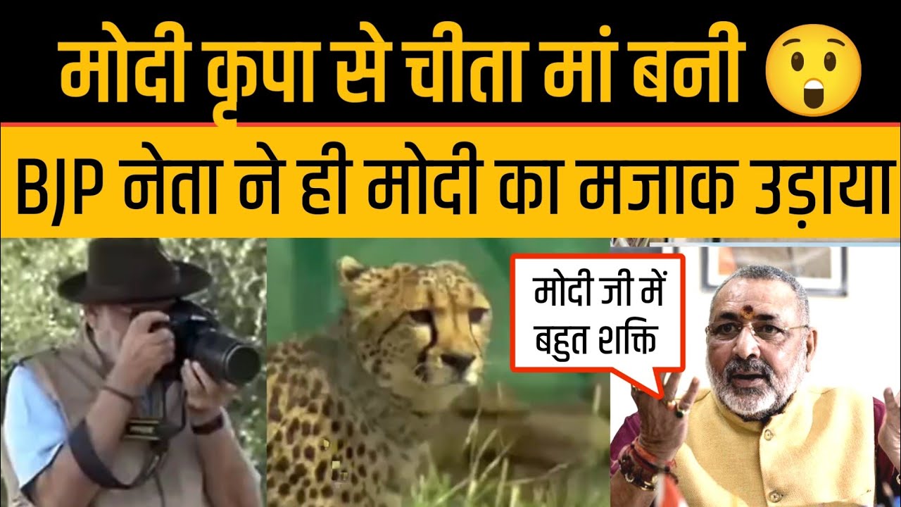 PM Modi Trolled By Giriraj Singh On Pm Modi And Namibia Cheetah Cubs ...