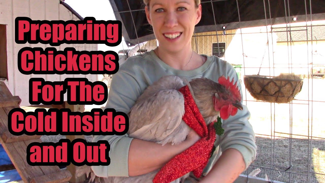 Prepping Chickens for Cold Weather - YouTube