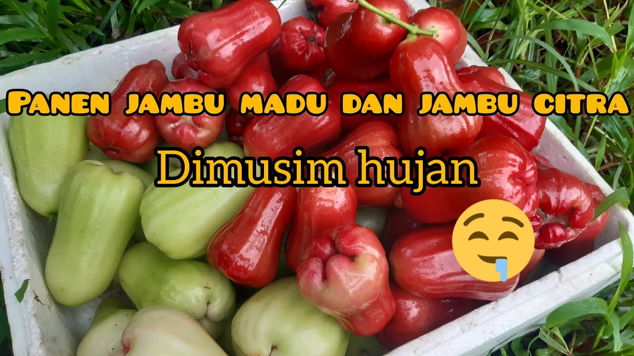 Panen Jambu Madu Jumbo dan Jambu Citra Dimusim Hujan - YouTube