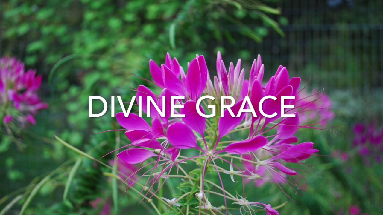 Divine Grace - YouTube