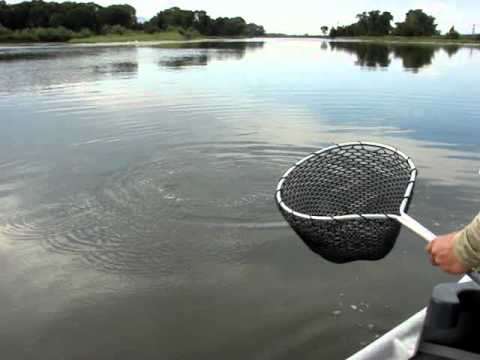 carpn in carp town - YouTube