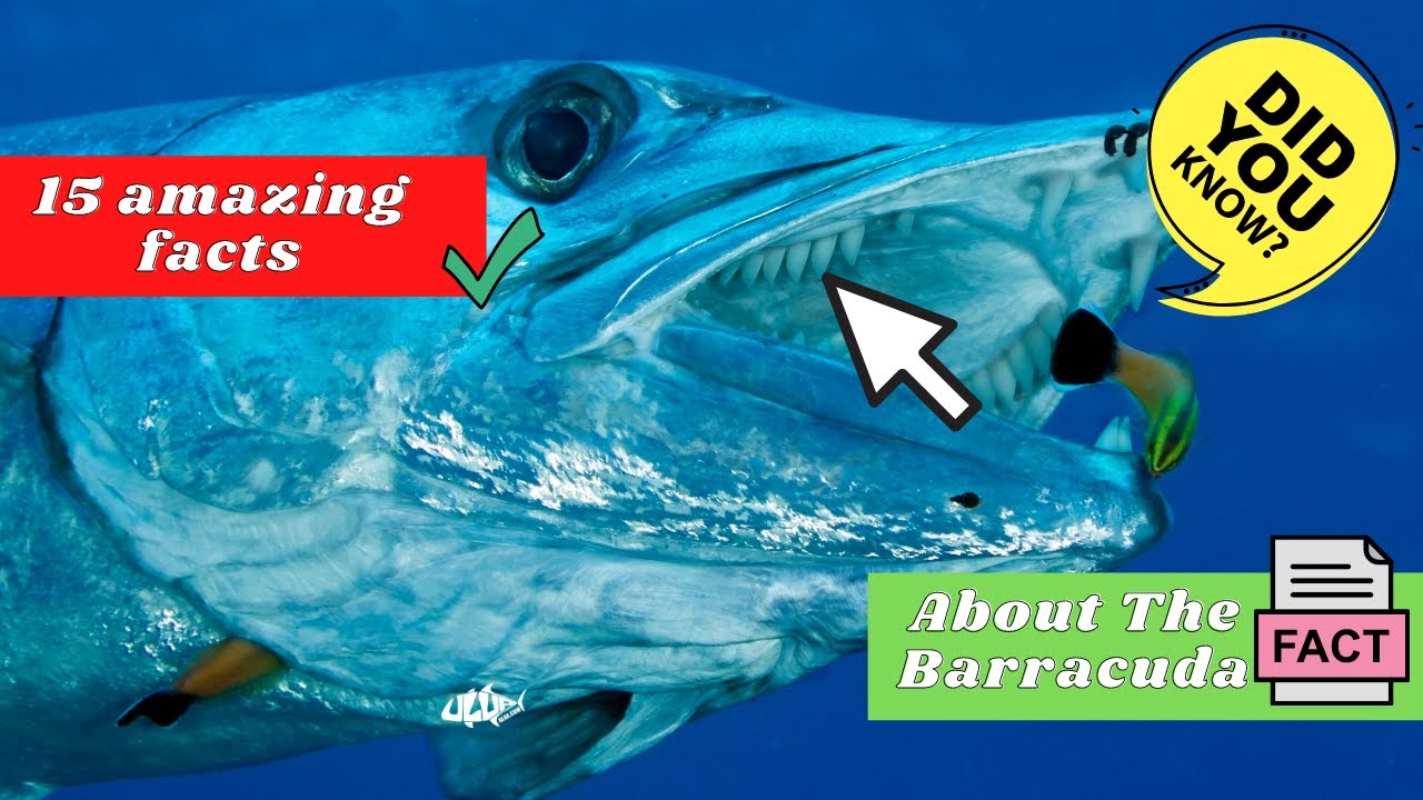 Here Are Some Amazing Facts About Barracudas - YouTube