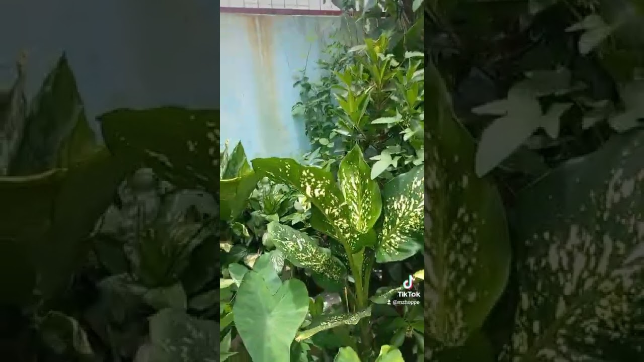 Tagpo / Blueberry Tree #TagpoTree #blueberry - YouTube