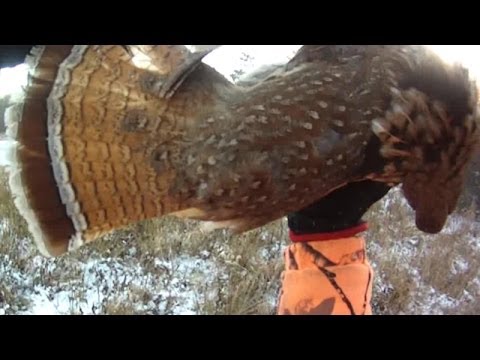 Small Game Hunting #14: 1 Ruffed Grouse by 20 Ga. Shotgun. - YouTube