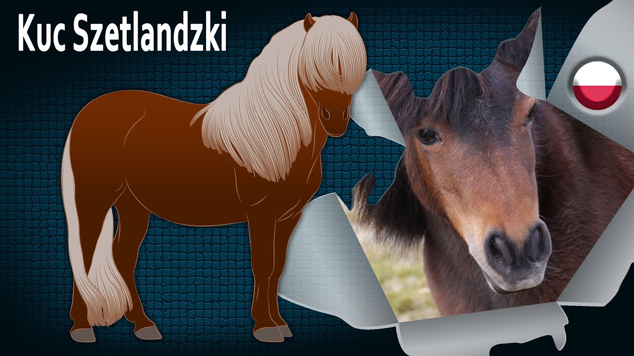 Kuc Szetlandzki, kucyk uważany za najsilniejszego na świecie, Rasy koni ...