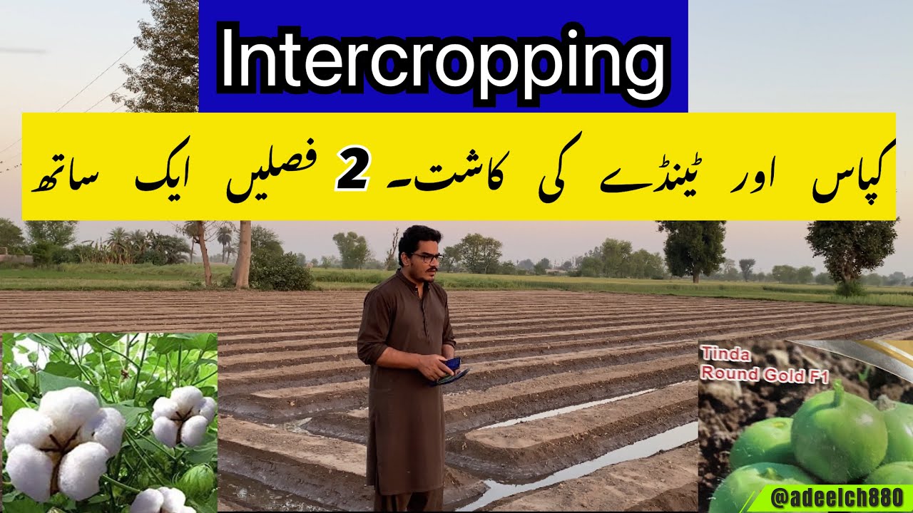 How to grow Cotton and Round gourd mixed crop || ٹینڈا اور کپاس کی کاشت || Intercropping - YouTube