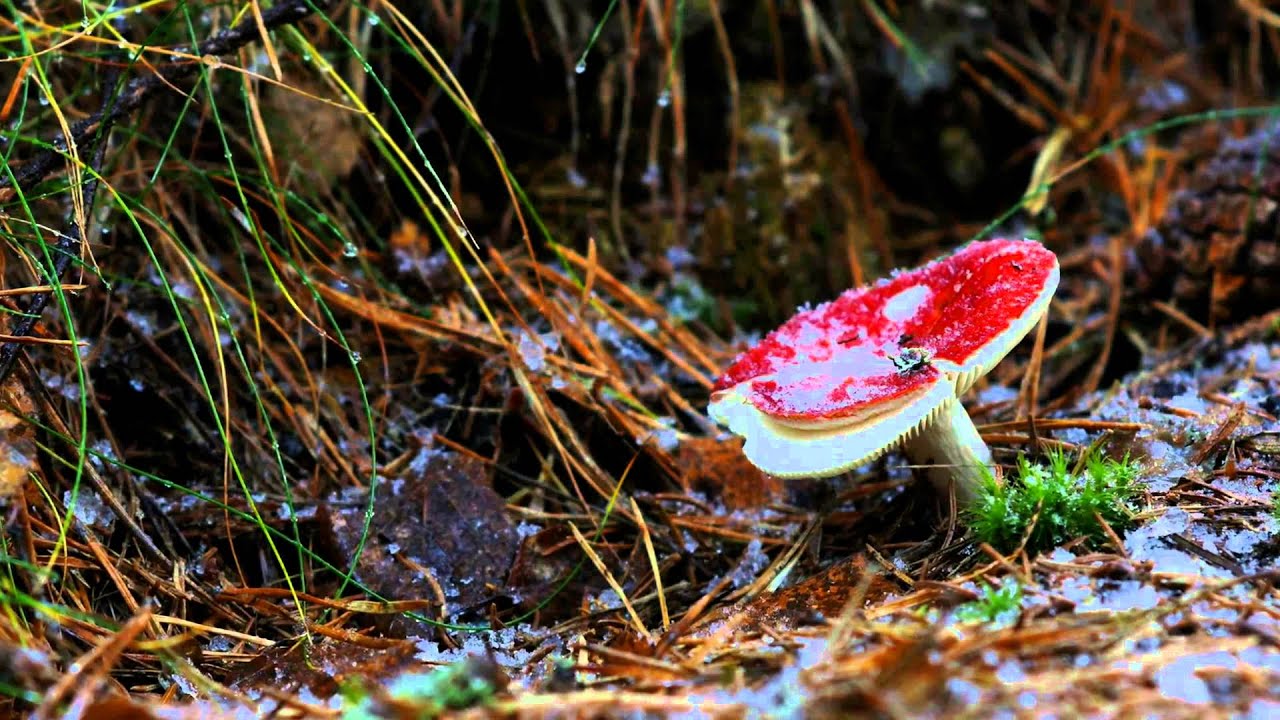 Groundation - Groundation Chant - Mushroom Photography - YouTube