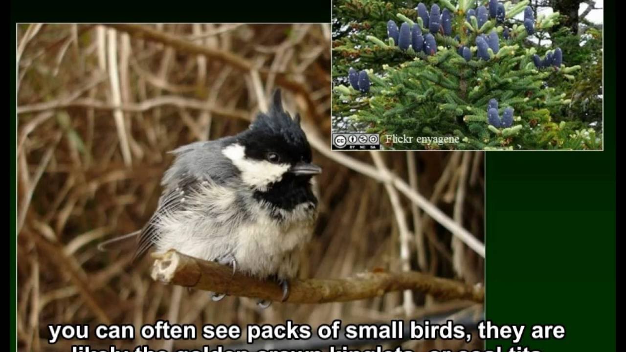 臺灣生物多樣性 Introduction to the biodiversity of Taiwan CH 8. FAUNA IN ...