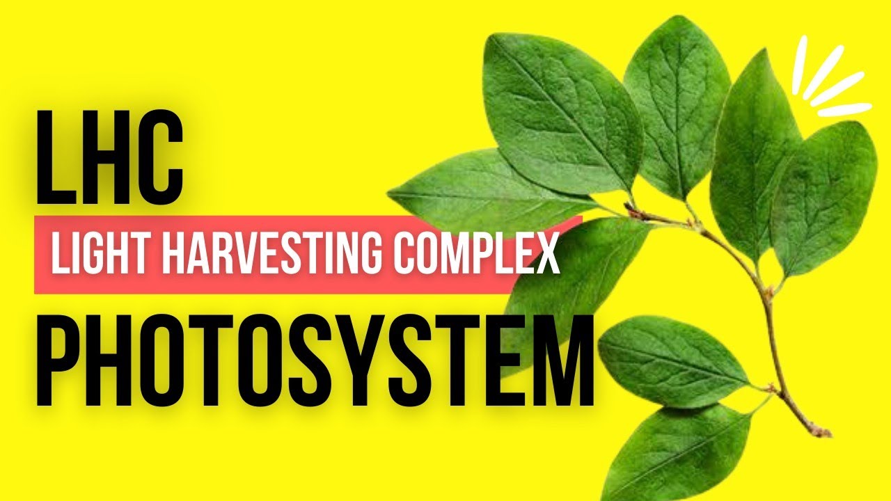 LHC : Light Harvesting Complex | Photosystem | Mechanism of light ...