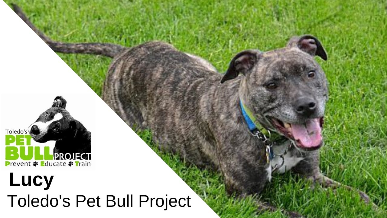 Toledo Pet Bull Project