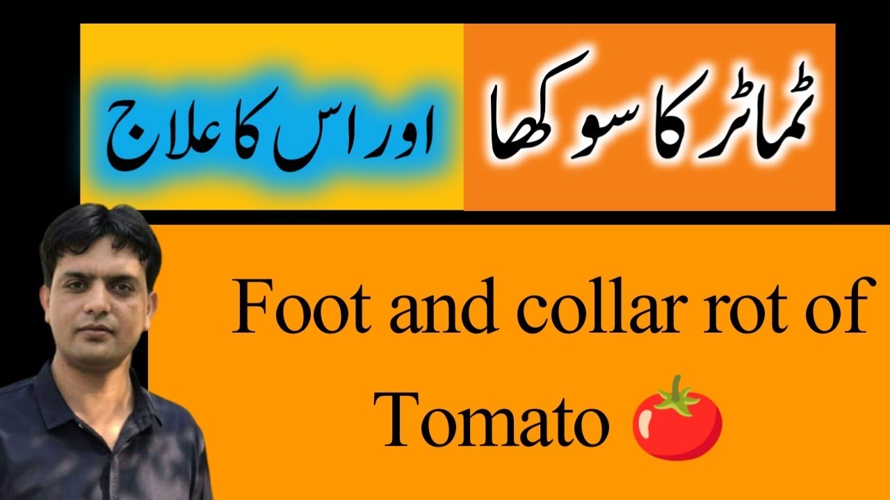 Foot and Collar rot of Tomato and it's treatment | Dr. Jamil Shafi ...