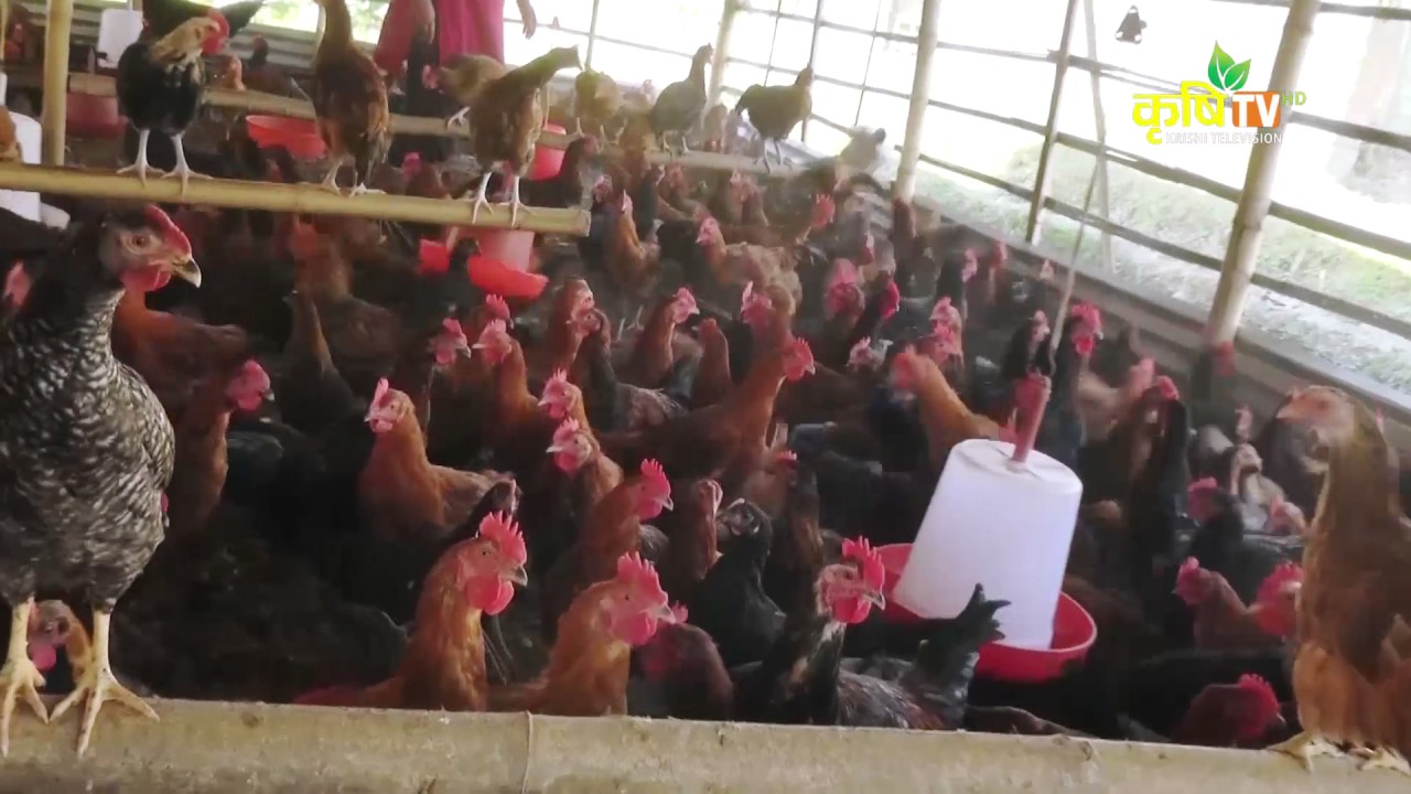Poultry Bishesh || Pashu Bibhag - YouTube