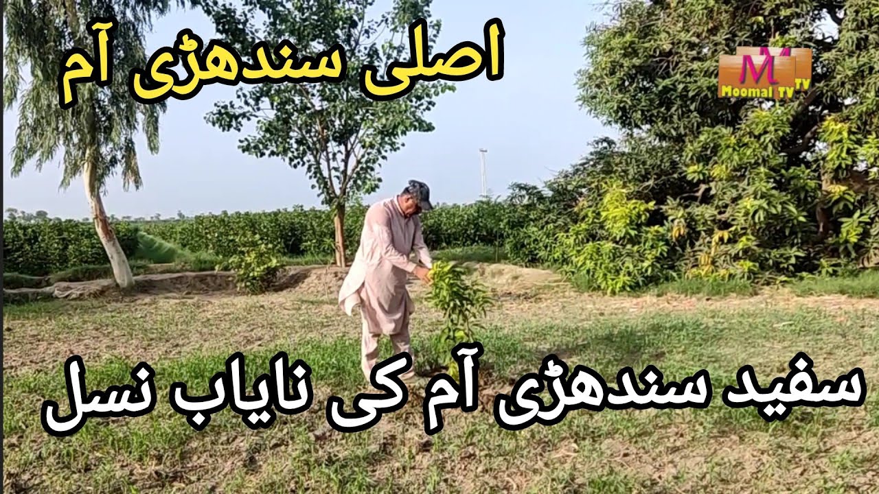 Rare variety of white Sindhi mango 🥭 MOOMAL Tv سفید سندھڑی آم کی نایاب ...