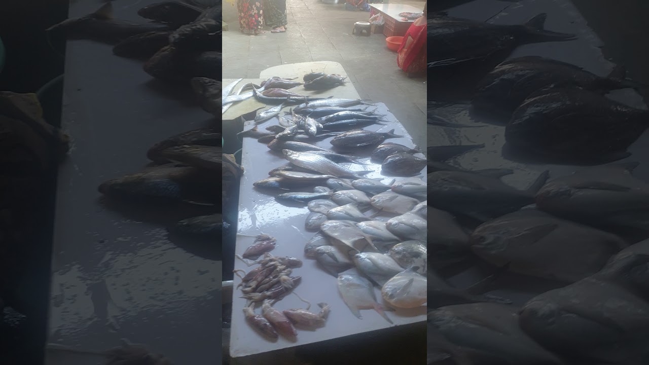 Ghoghla diu fish market - YouTube