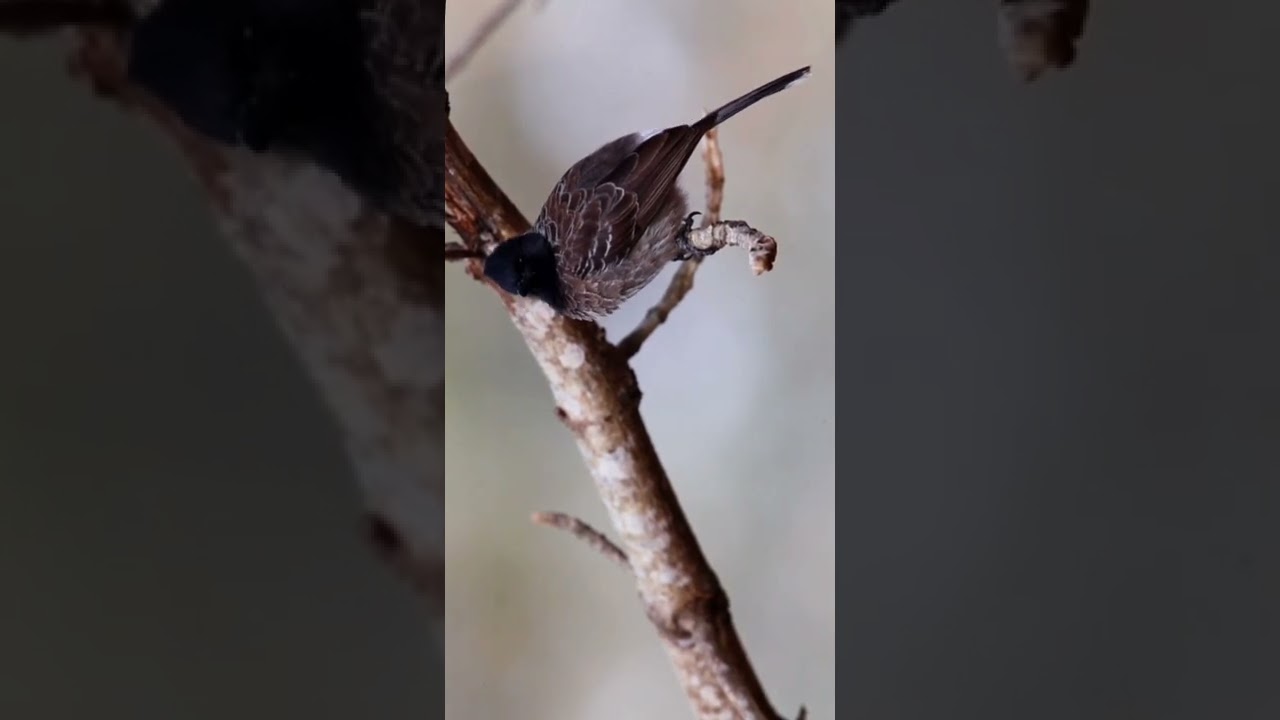 bulbuli pakhi / bulbul bird / red vented bulbul Pycnonotus Cafer - YouTube