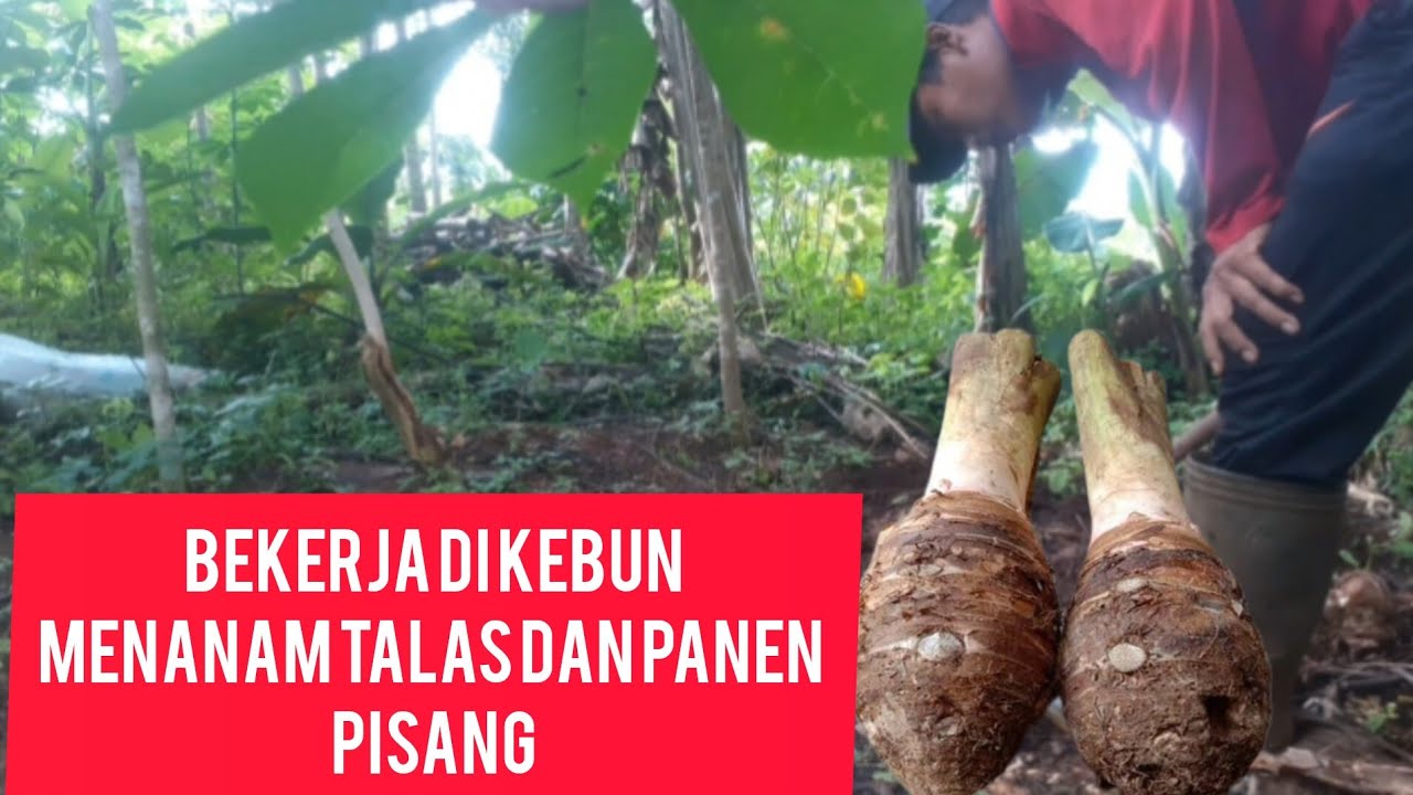aktivitas di kebun!!bekerja di kebun,menanam talas dan panen pisang‼‼ ...