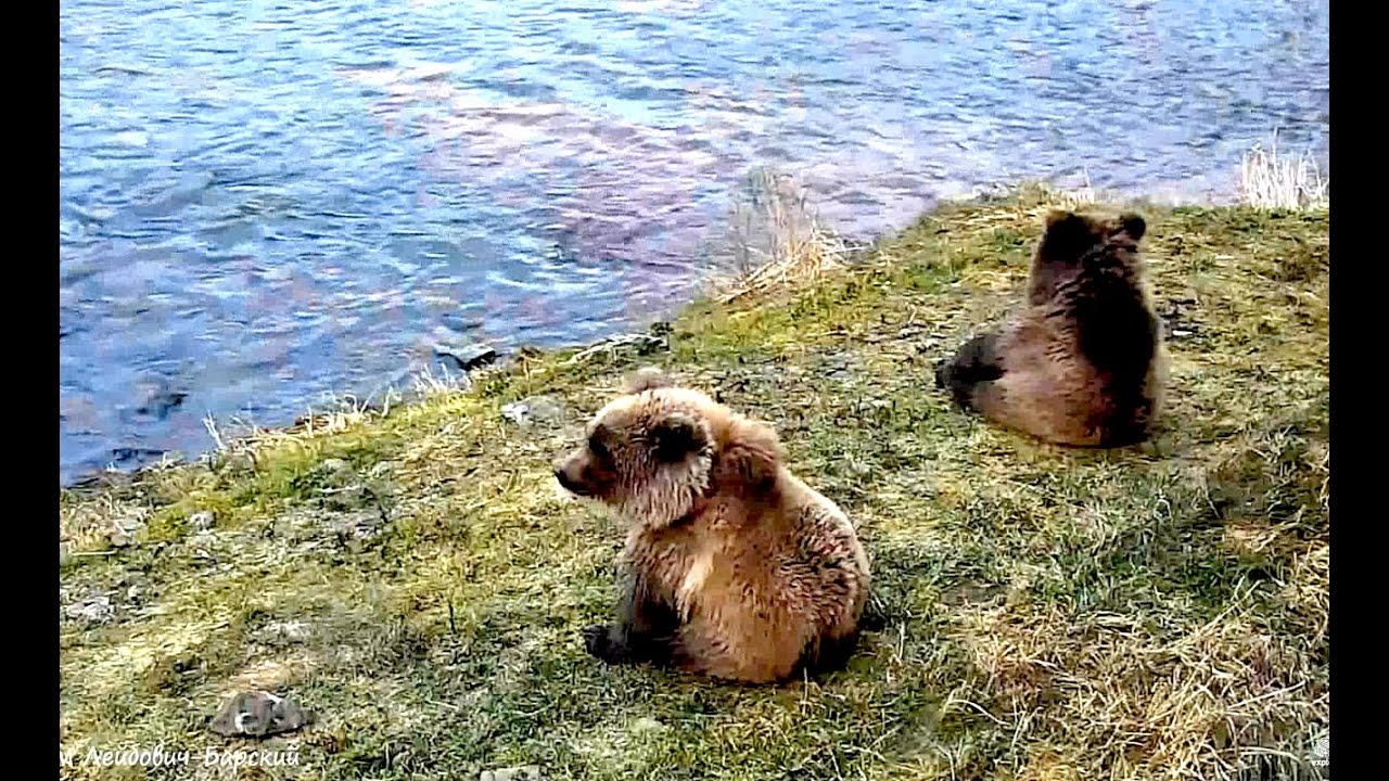 Дикая природа Аляски Медвежата - скоро первая зима Bear cubs before ...