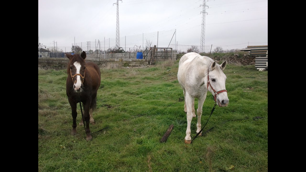 Caballos jugando - YouTube