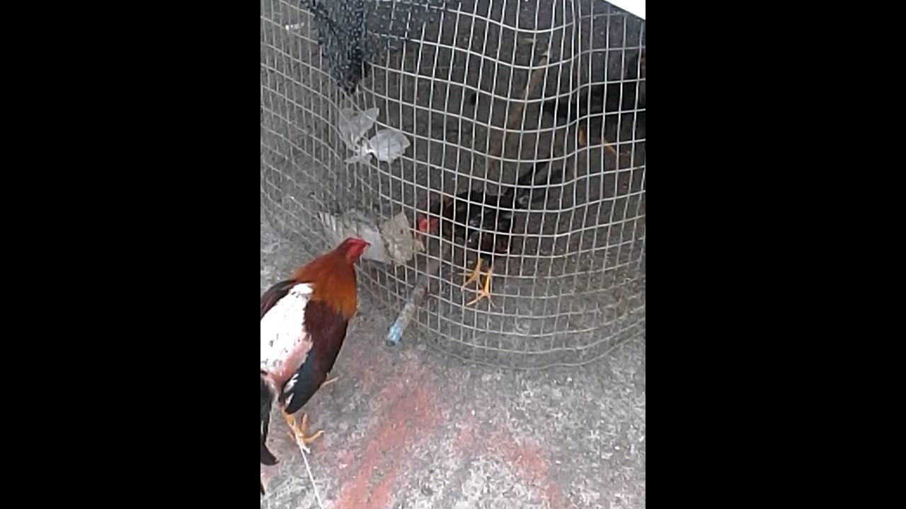 Pelea de un Pollo vs gallo finos gran pelea - YouTube