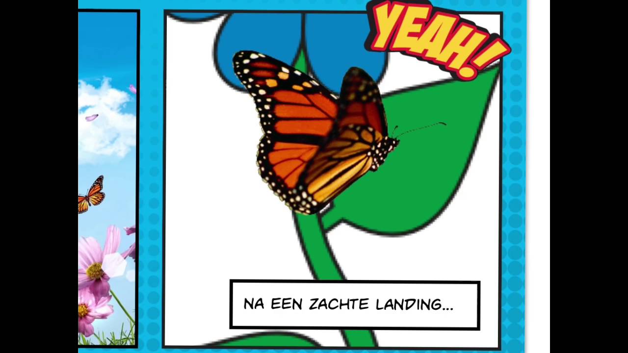 Cyclus vlinder - YouTube