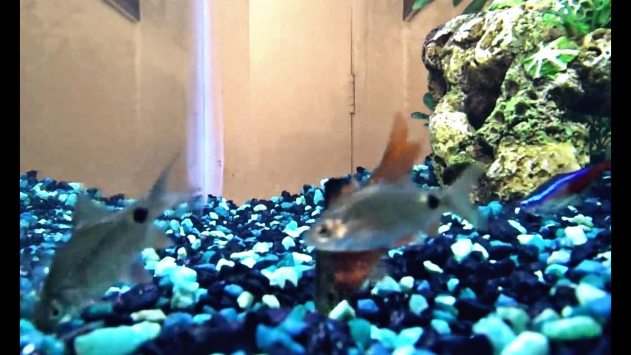 Rosy barbs and neon tetra grazing - YouTube