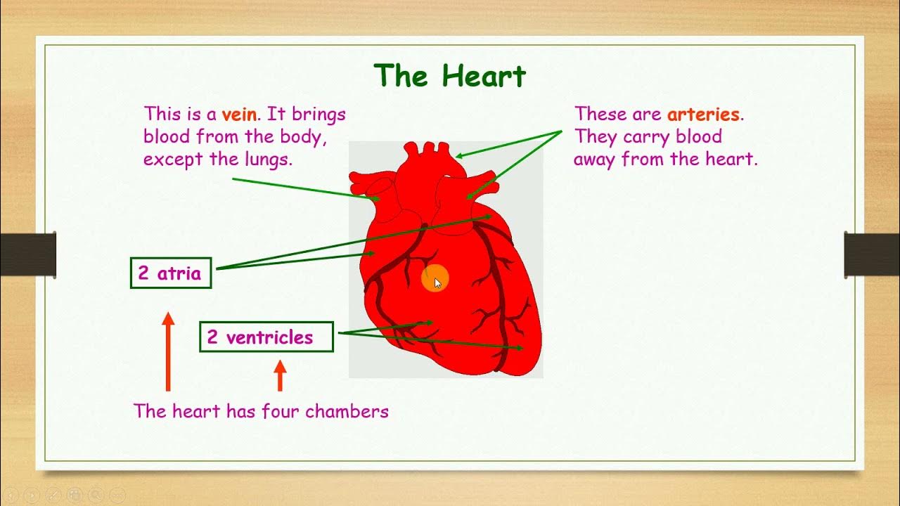 GCSE Biology Revision| IGCSE - Structure of human heart| The human ...