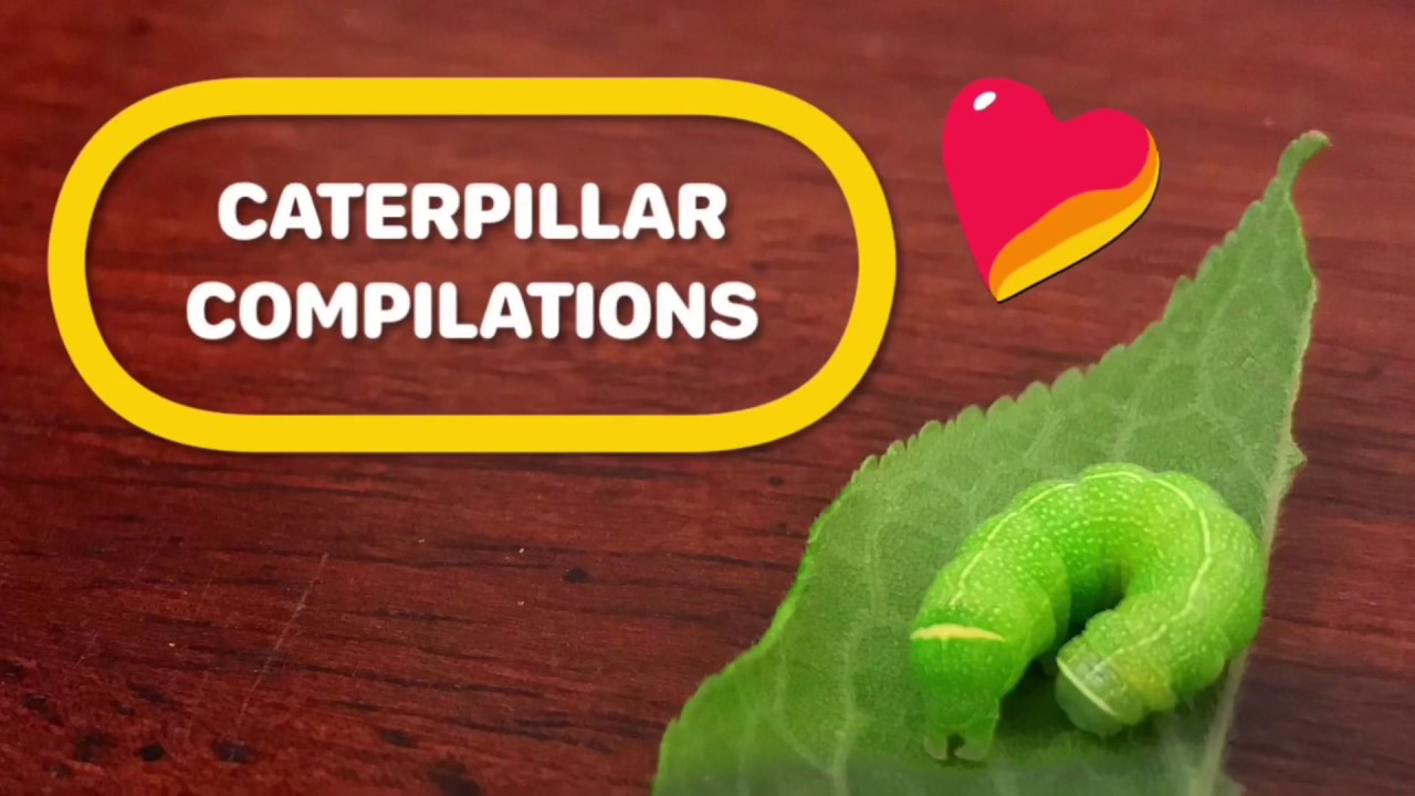 Cute Caterpillar Compilation - YouTube