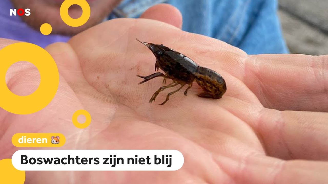 Marmerkreeften bedreigen beschermde dieren - YouTube