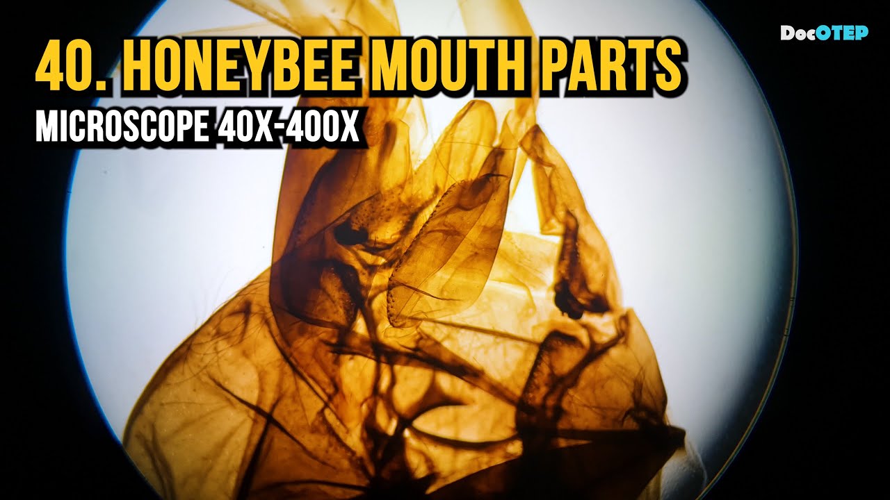 40. Honeybee Mouth Parts (Microscope 40x-400x) - YouTube