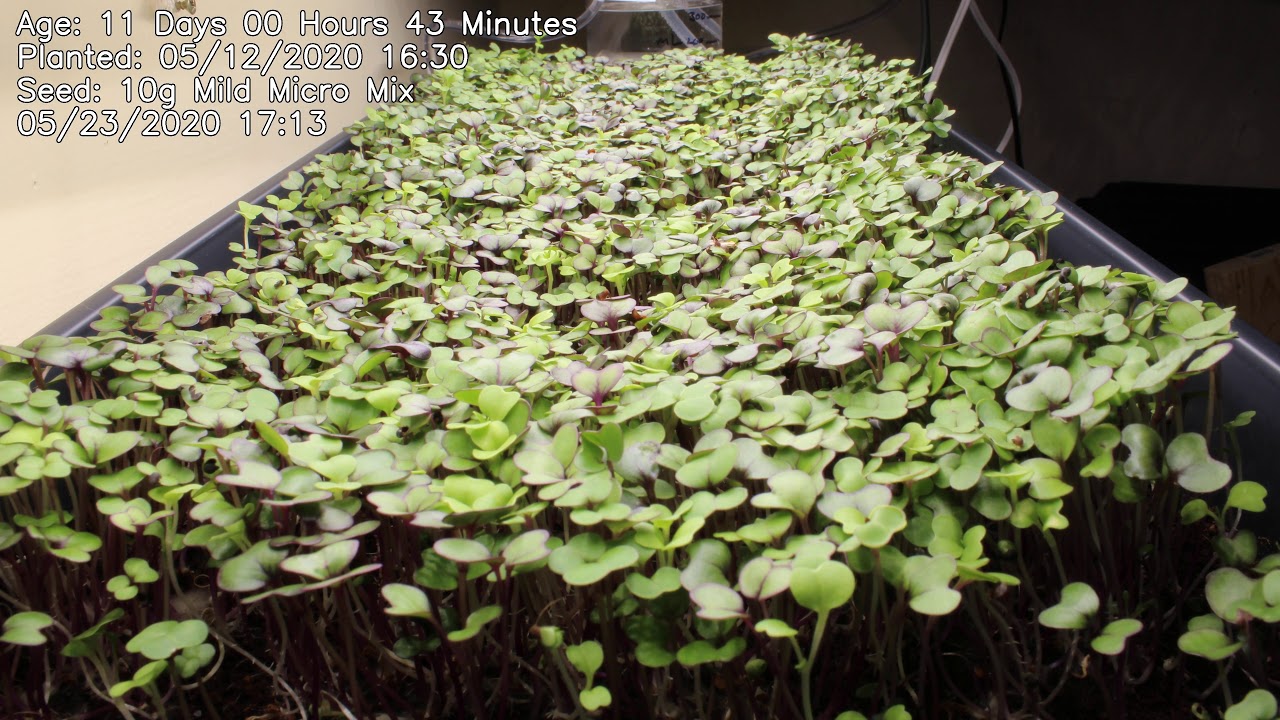 Microgreens Time Lapse - Mild Micro Mix - Planted 5/12/2020 - YouTube
