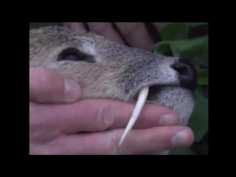 deer and snake hybrid - YouTube
