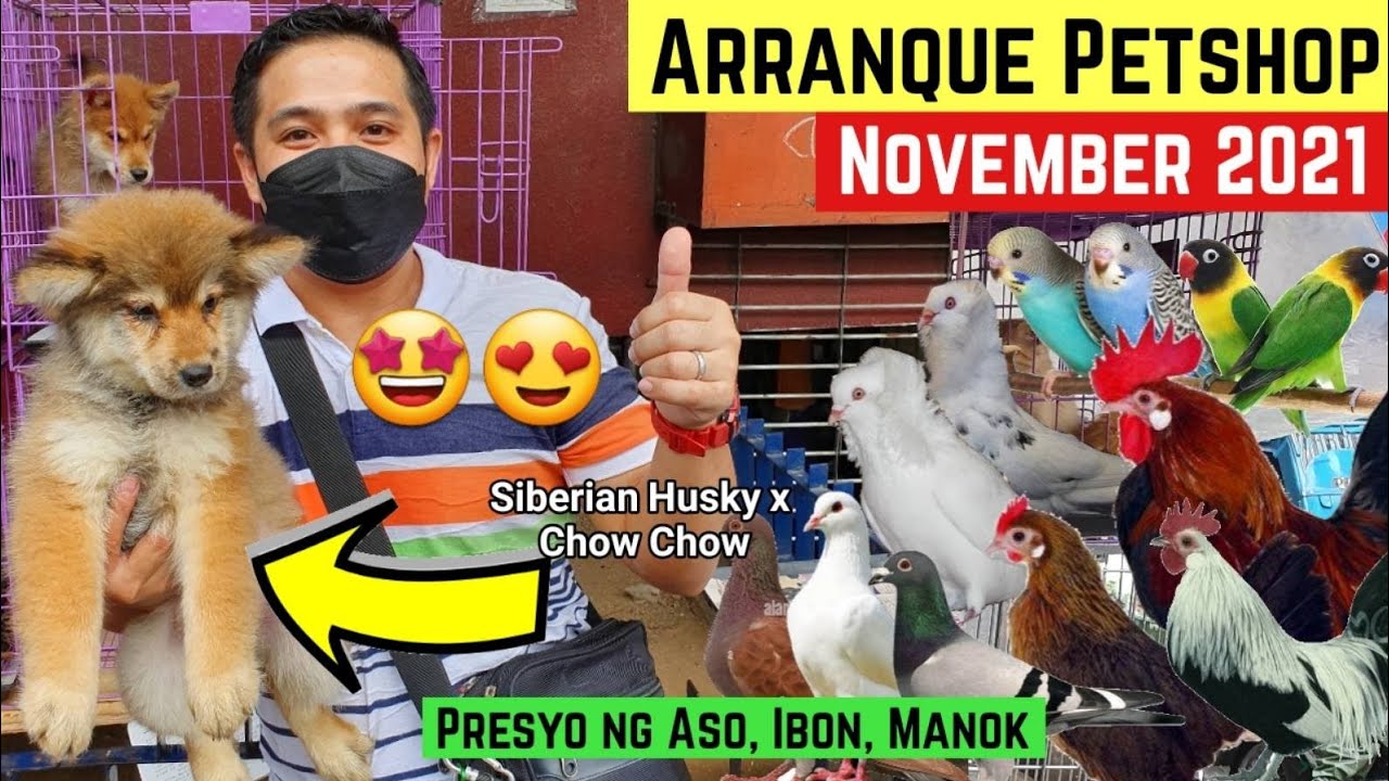 ARRANQUE MARKET PET PRICELIST crossbreed dogs, kalapati, lovebirds ...