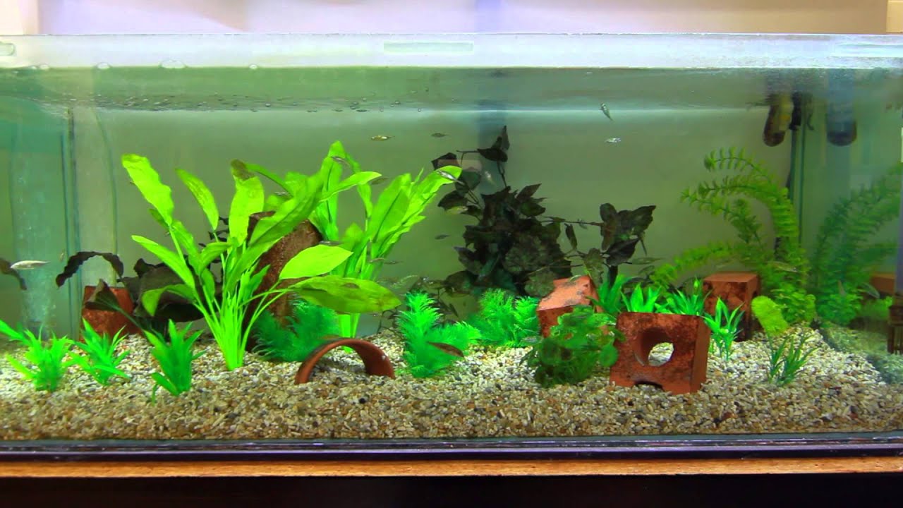 Stickleback aquarium - YouTube