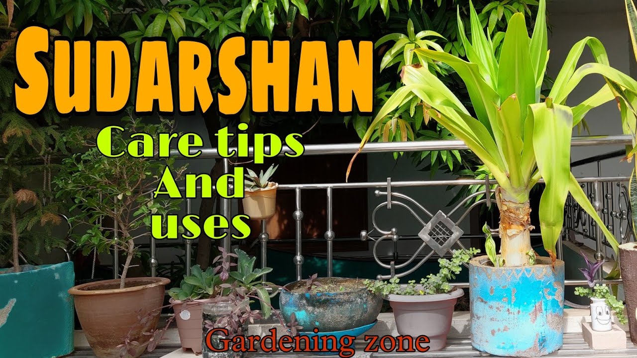 Sudarshan plant | Sudarshan plant care and uses | #plant #garden # ...