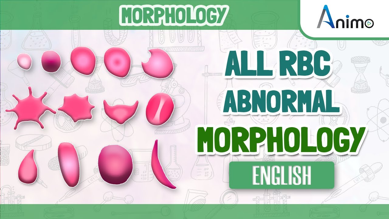 All Abnormal Red blood cells | RBC Morphologies | English - YouTube