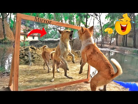 Dogs  🐕 🐕 mirror fighting pranks videos very funny | funny animal videos 2023 clean