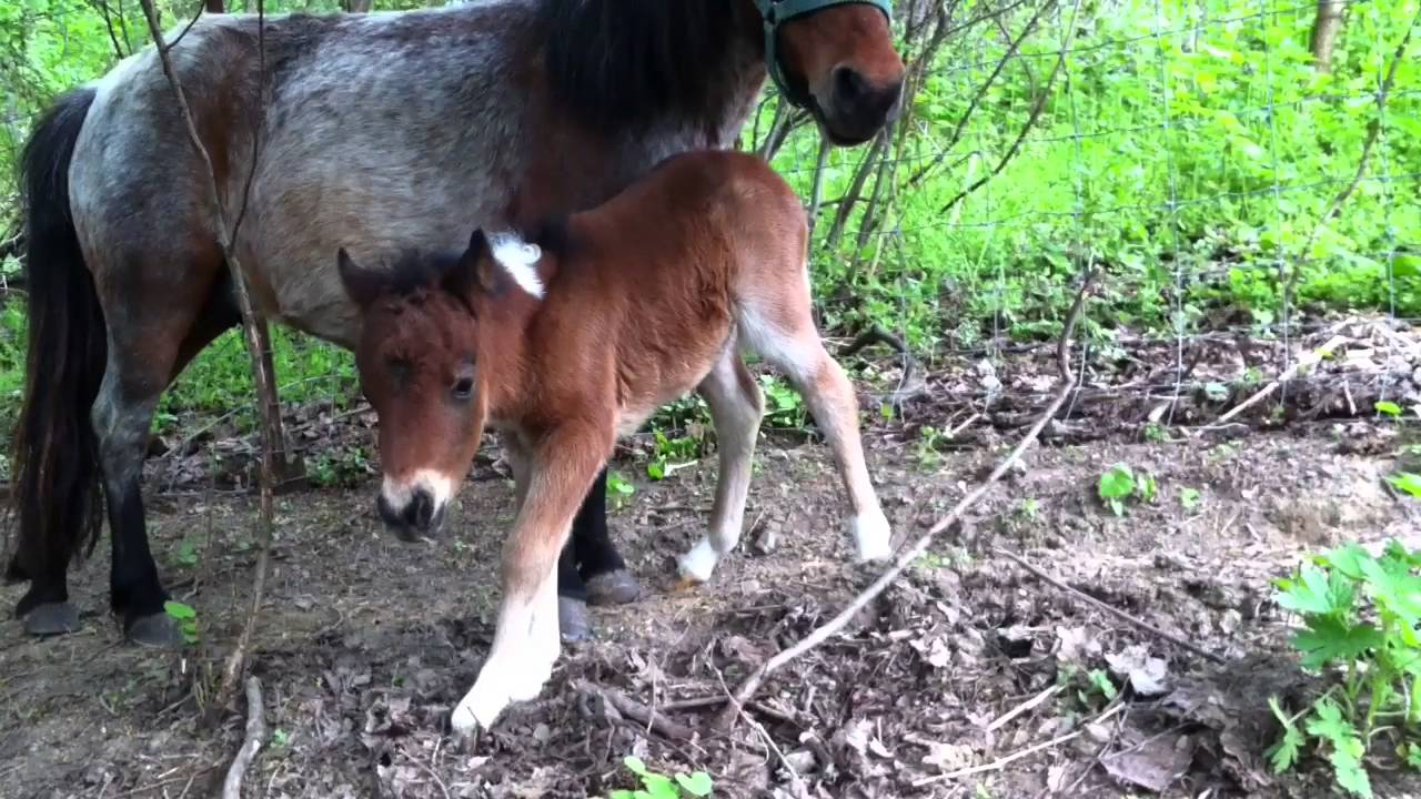 Newborn Mini Horse Greets The World - YouTube