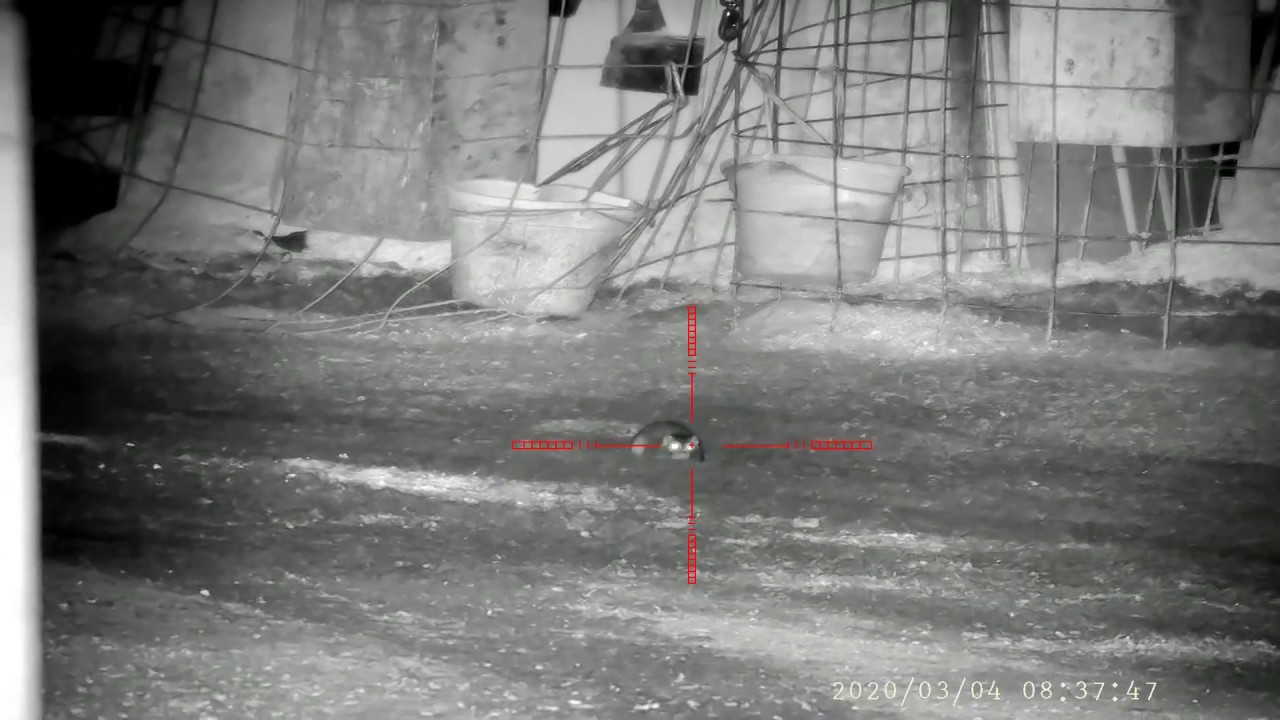 Rodent Ridder feat. PARD 008lrf/FX Impact .22 - YouTube