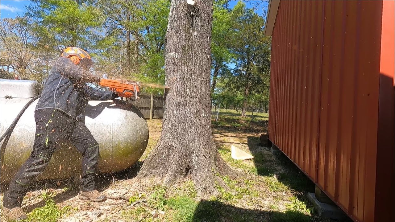 Dangerous tree cutting by a full propane tank | Husqvarna 592xp - YouTube