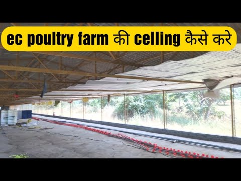 ec poultry farm की celling कैसे करे - YouTube