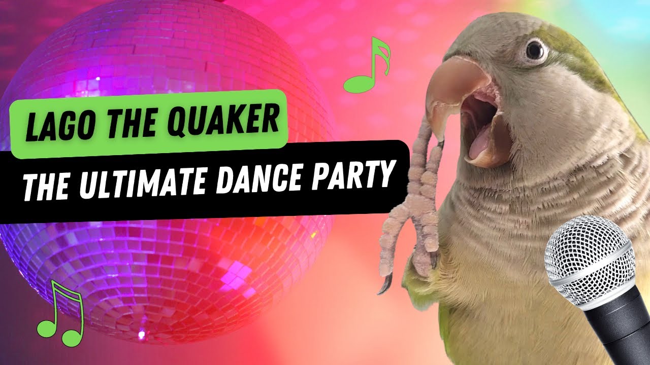 Quaker Parrot Dancing | The Ultimate Bird Dance Party | Lago the Quaker ...