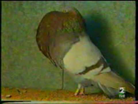 PALOMAS BUCHONAS, BUCHON GADITANO - YouTube
