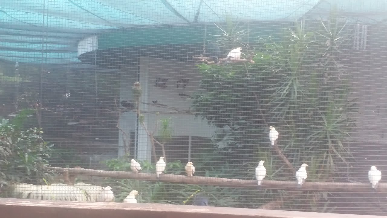 Kowloon park Aviary in TSIM Sha Tsui Hong kong - YouTube