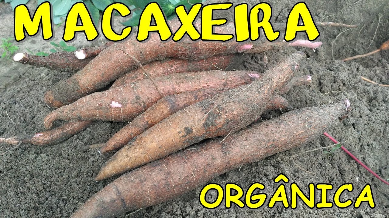COLHENDO MACAXEIRA ORGÂNICA DO QUINTAL - YouTube