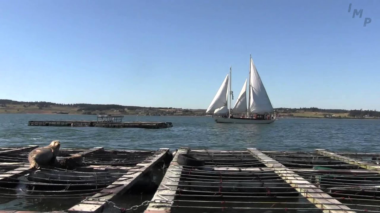 Schooner SUVA a fun way to to spend a summer day in Coupeville ...